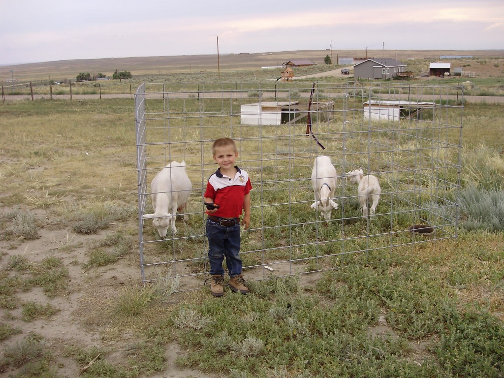 Goat Tractor - Homespun Oasis by Millie Copper